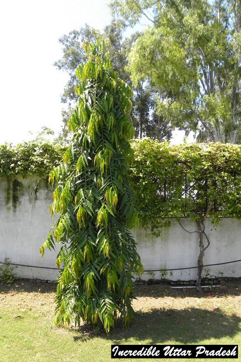 Aqib Farrukhabadi: उत्तर प्रदेश के राजकीय प्रतीक