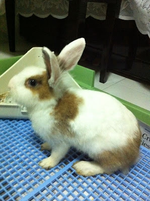 Noah's Ark CARES: RIP Roberto the Rabbit