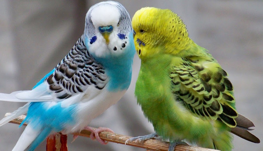 Pericas australianas en cautiverio, reino animal | Mascotas