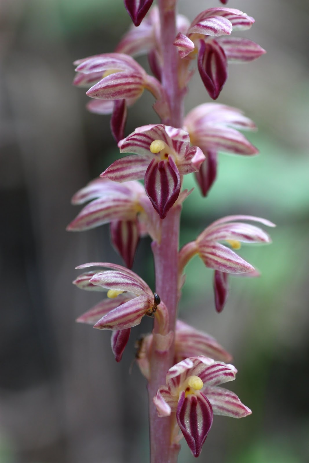 Native Orchids of the Pacific Northwest and the Canadian Rockies: April ...
