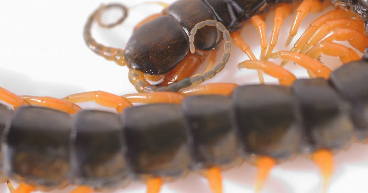 Japanium: Fauna japonesa: mukade