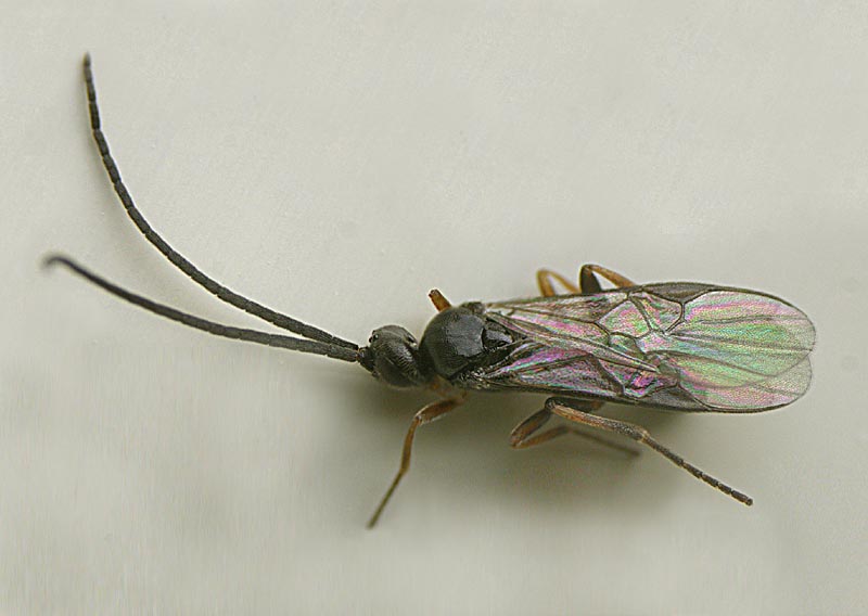 Charlie's moths of Calderdale.: ELACHISTIDAE