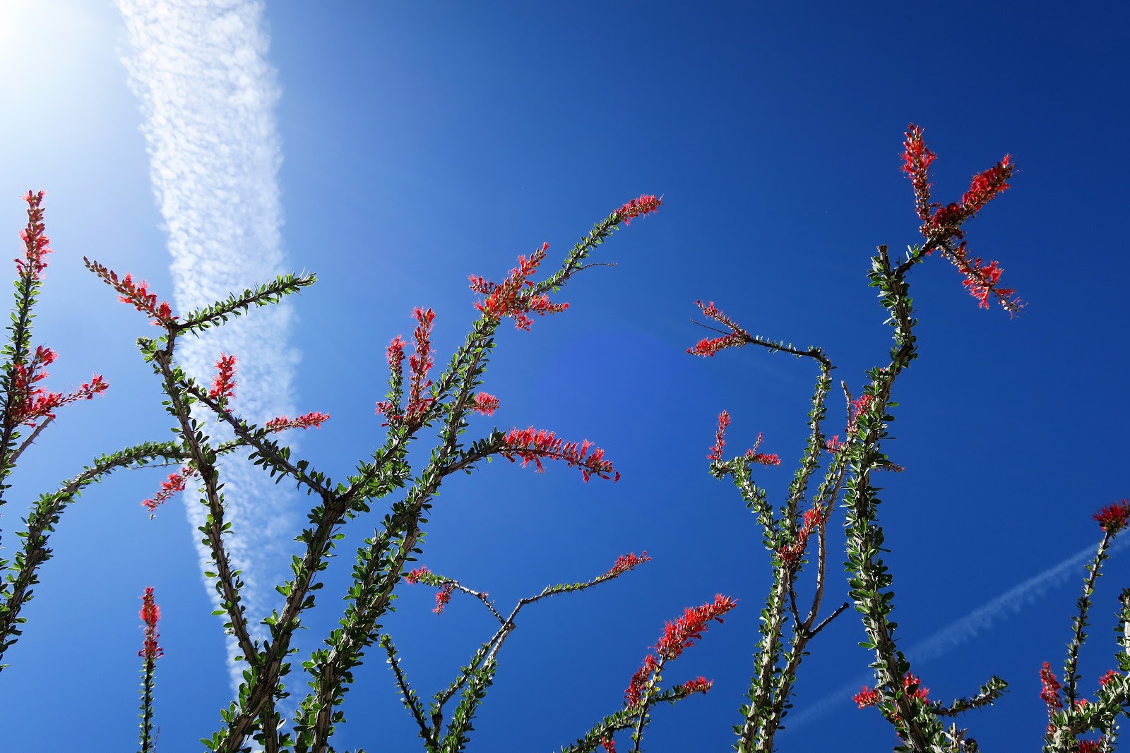 Living Rootless: Tucson Lit: Creation Stories