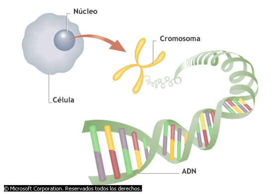 Blog de Biologia: Teoría Cromosómica de la Herencia