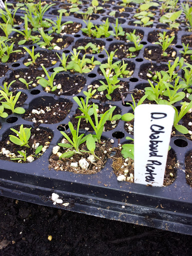 Sage Advice Nursery: More to transplant