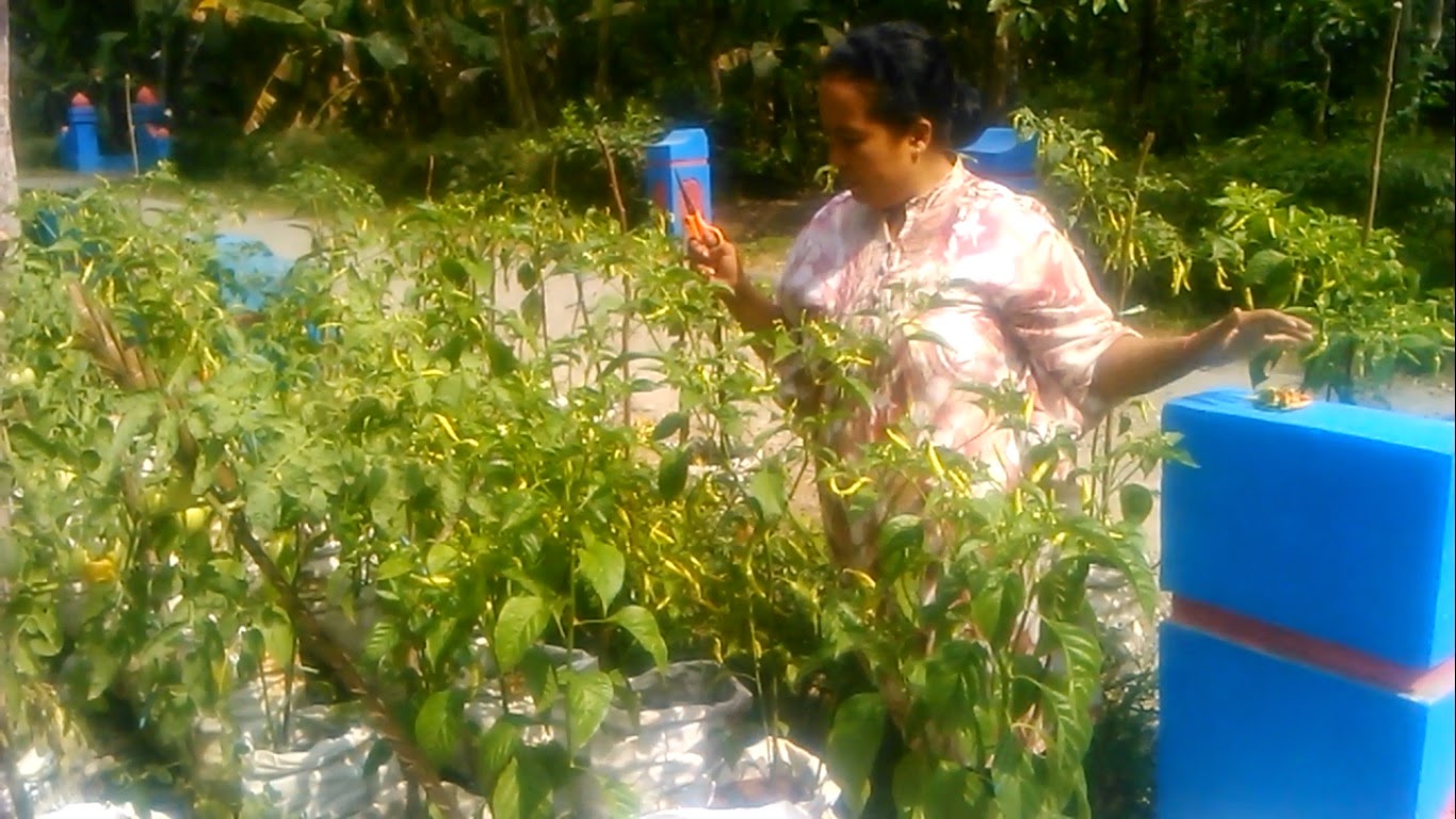 Cara Panen Budidaya Cabe Dalam Karung