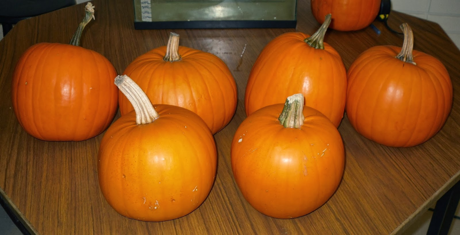 Teaching Math by Hart: Pumpkin Math - Day 1