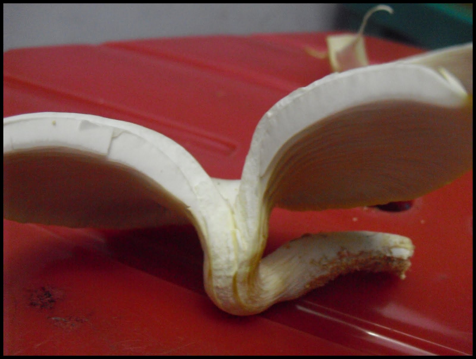 Basidiomycota: Reproduksi Basidiomycota