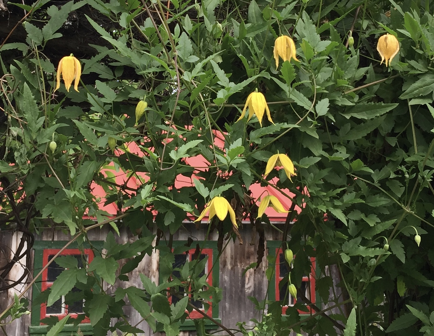 Clematis tangutica (Golden Clematis)