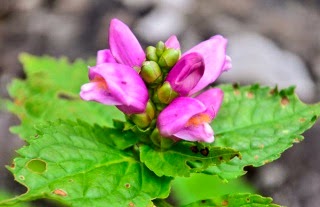 SAPS-NCGA: Roan Mountain with Gary Kauffman