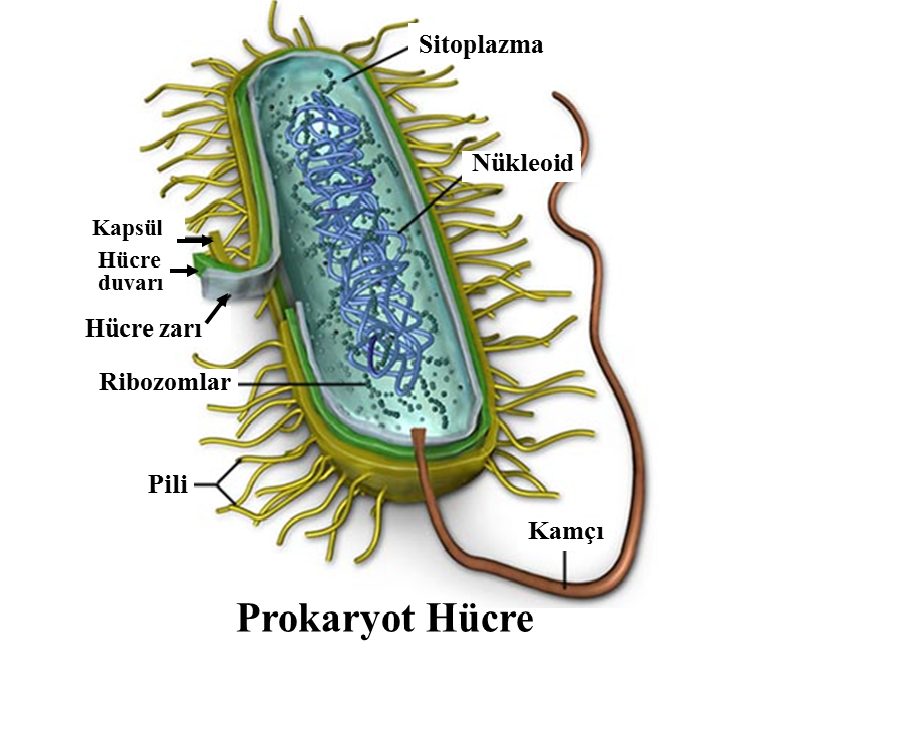 Biyoloji: 9.sınıf - Prokaryot Hücre