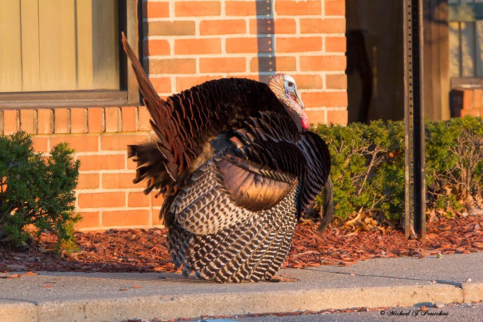 Marian's Hunting Stories, etc., etc., etc...: Turkey Whisperer