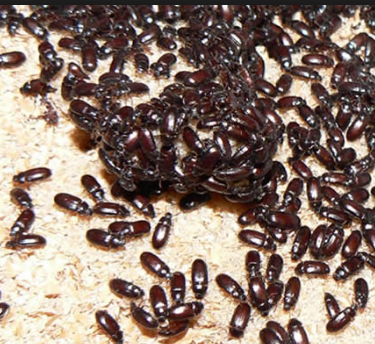 Gorgojo - Bube - Koleoterapija: 2017