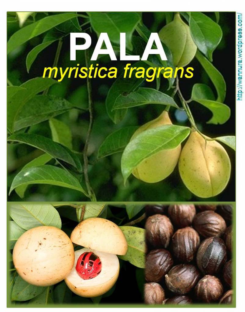 the last heaven: TENTANG REMPAH RATUS