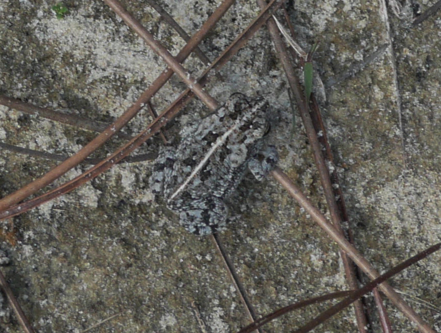 Florida Suncoast Birding: February 2012