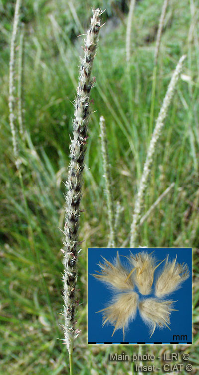 PLANT FAMILIES OF PUERTO RICO AND FLORIDA PAPO VIVES: POACEAE SINGLE ...