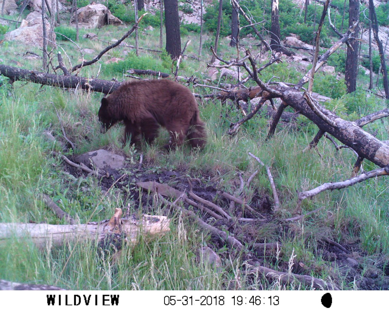 Southern Rockies Nature Blog: Day Bear, Night Bear, Muddy Bear