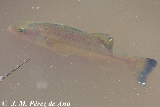 Macizo de Gorbeia: Perca americana