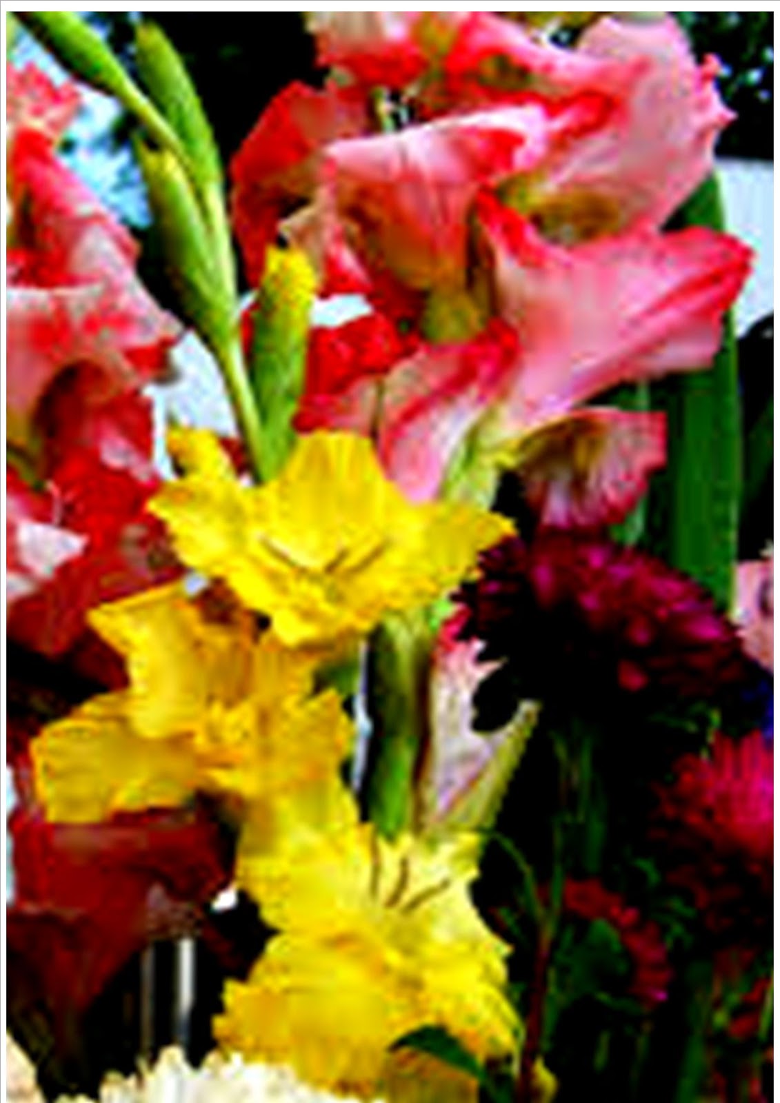 Gambar Aneka Bunga dan Keterangannya - hargamesinfotocopyterbaru