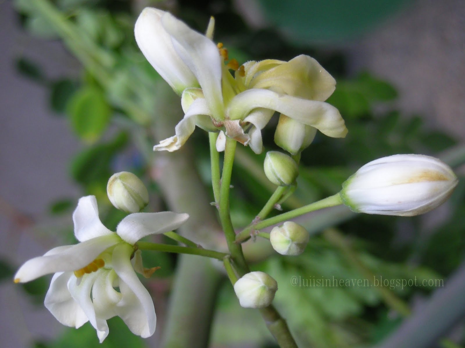 lui is in heaven: The Moringa Flower!