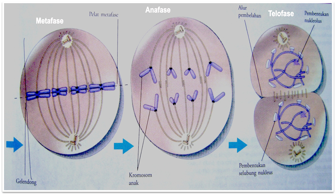 I LOVE BIOLOGY: REPRODUKSI SEL