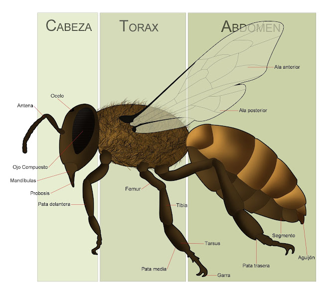 Naturaleza Viva : ABEJAS OBRERAS ( Apis mellifera ) ANATOMIA