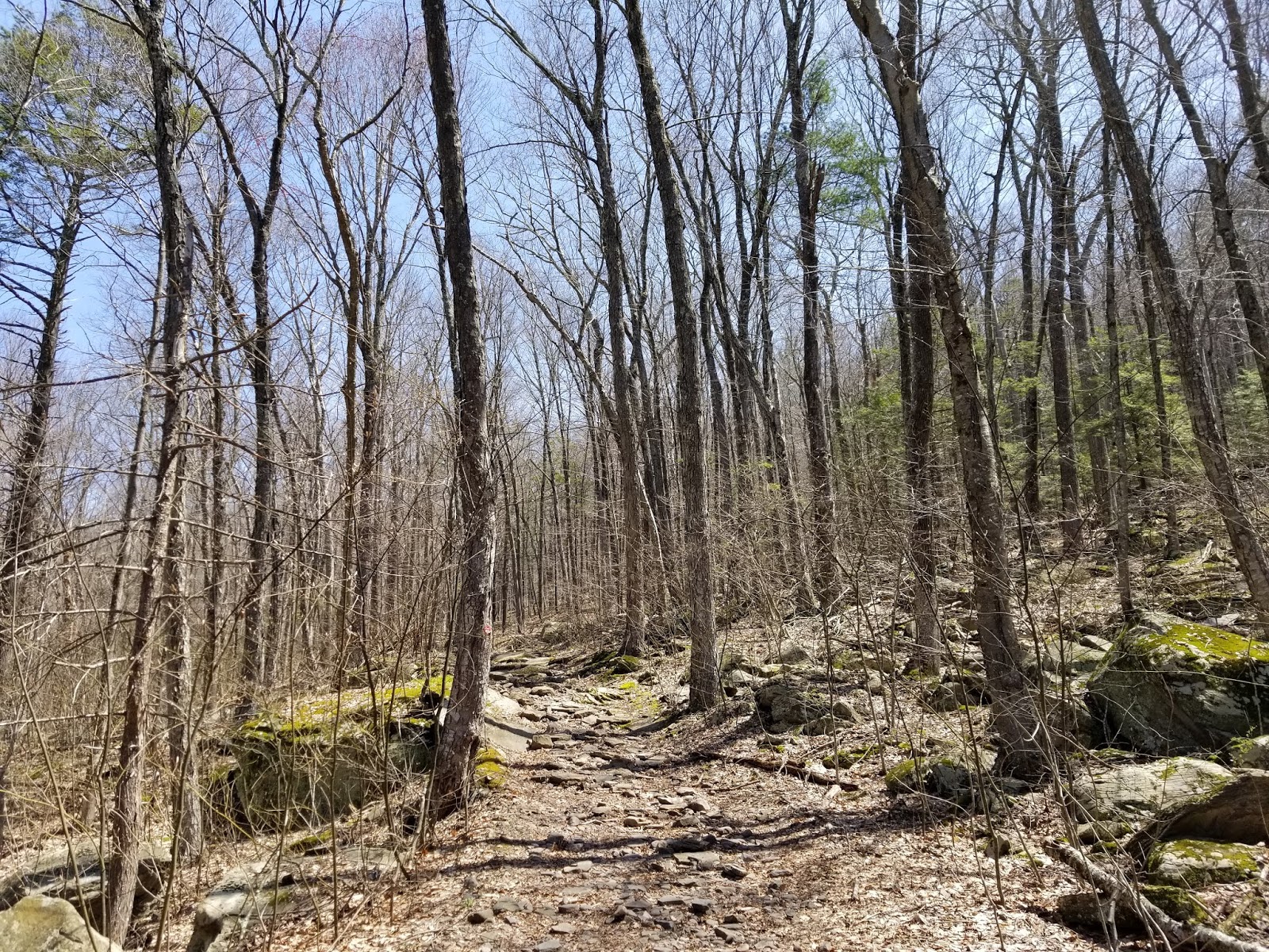 The Albany Hiker: Tramping up Tremper Mountain (Mt. Tremper)