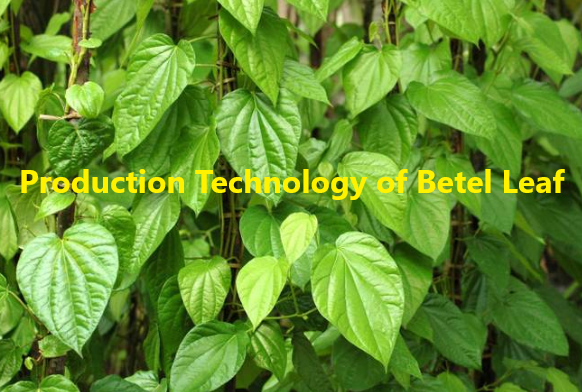 Step-by-step How To Grow Betel Leaf
