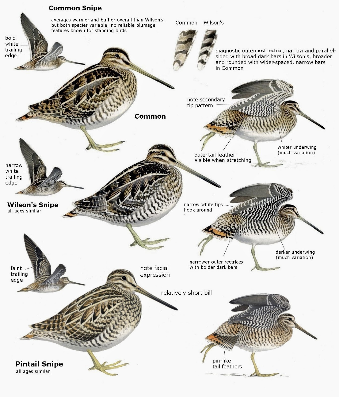 The Curious Naturalist: Book review: Rare Birds of North America by ...