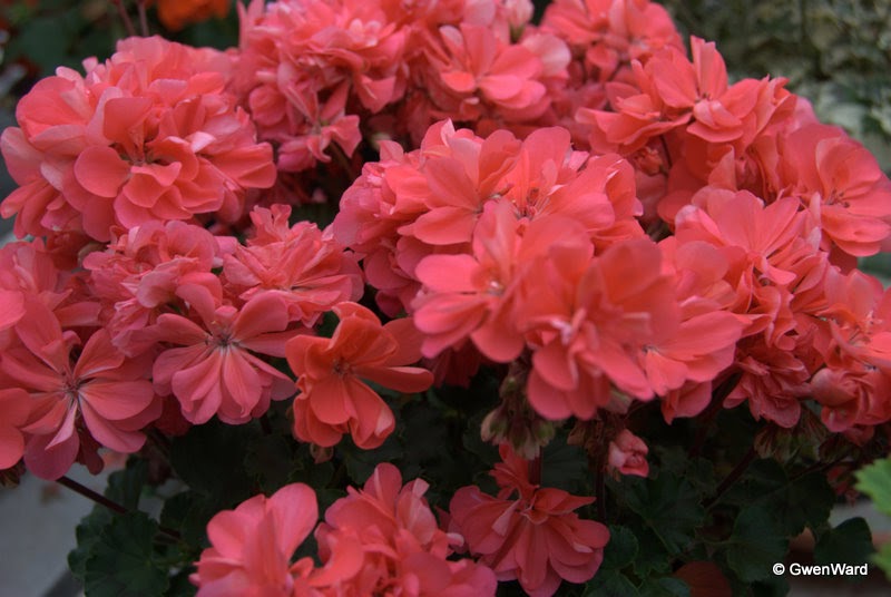 PERFECT PELARGONIUMS: Flaming Katy - miniature zonal pelargonium - and ...