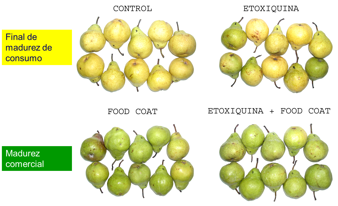 Spanish Postharvest Blog: Recubrimiento comestible en pera