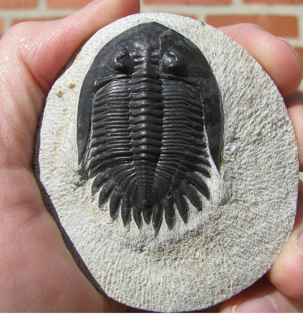Views of the Mahantango: Mrakibina cattoi trilobite from Morocco