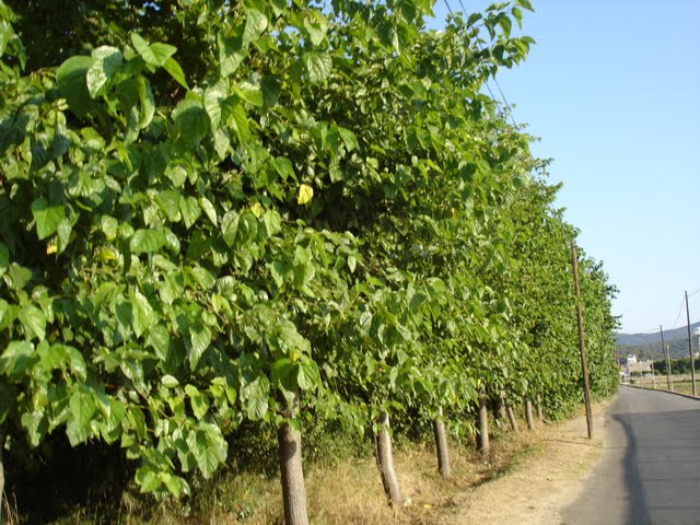 ARBRES: Morera blanca (Morus alba)