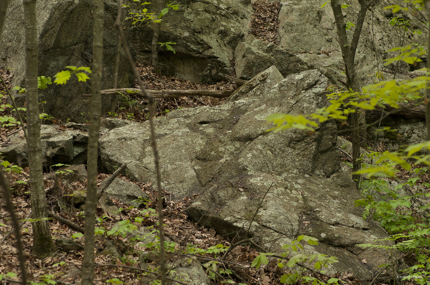 Nature photos from an Amateur Naturalist: Middlesex Fells Reservation ...