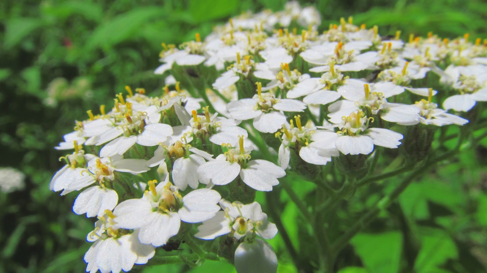 Wandering in Canada: A Well-Known Plant: Yarrow - Achillea millefolium ...