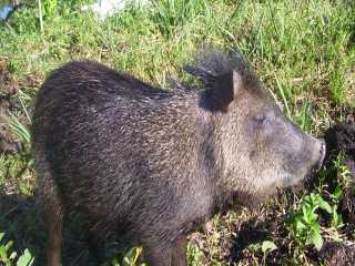 Animales en peligro de extinción: PECARI O SAHINOS