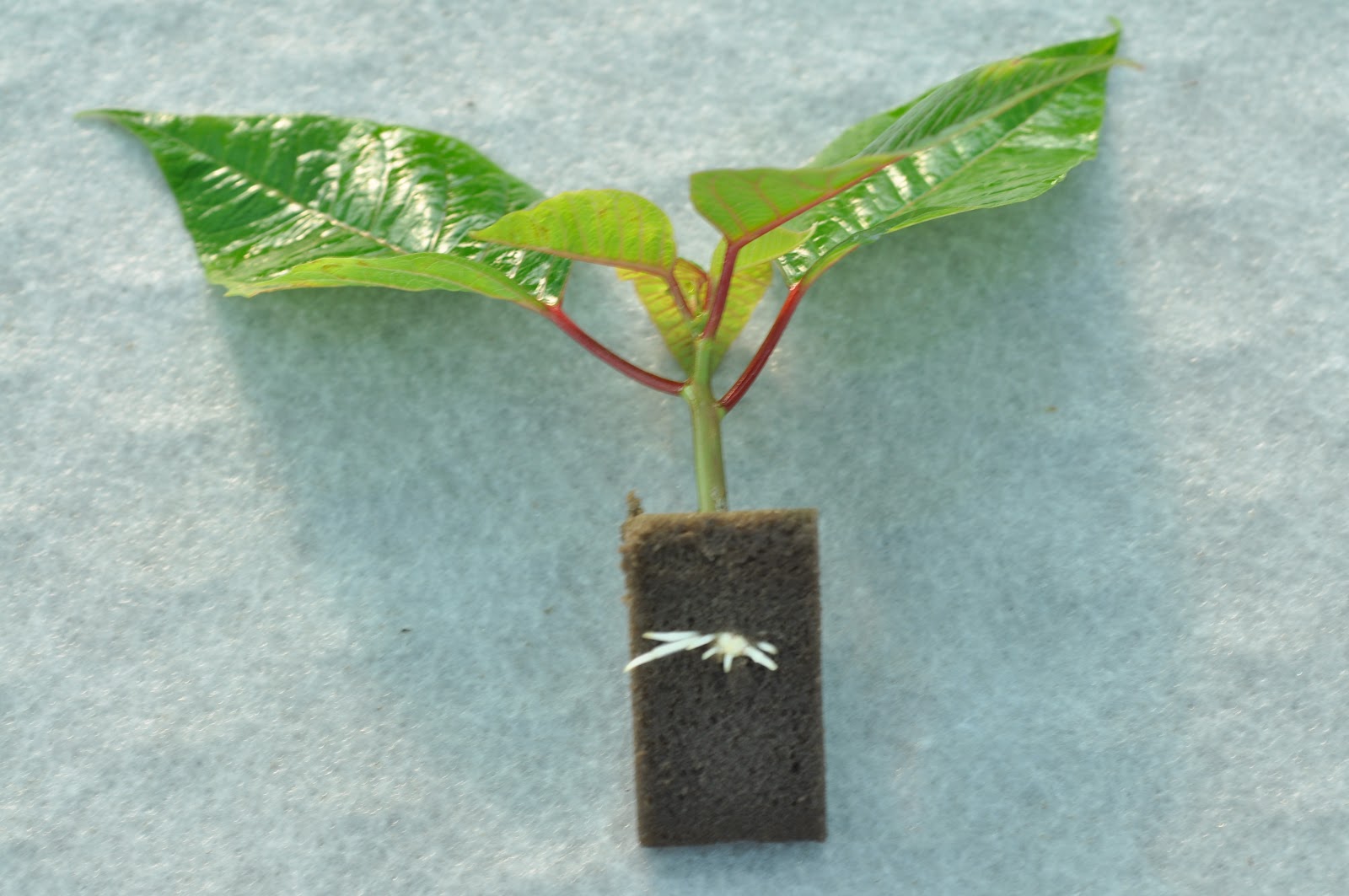 Mioux Florist & Greenhouses: 4-July2012 poinsettia propagation update