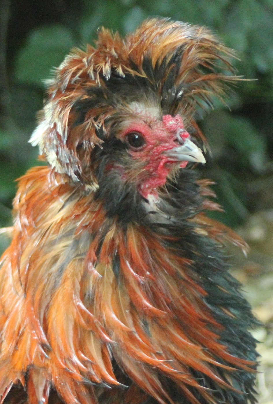 The Strange Case of the Fading Hen Part 2. An in depth look at ...