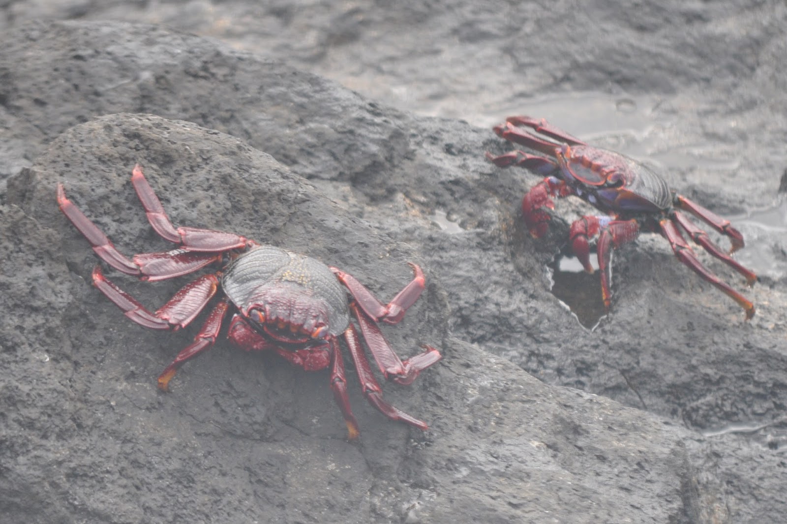 ZOOTOGRAFIANDO (6.100 ANIMALS): CANGREJO NEGRO, ZAYAPA O ABUETE ...