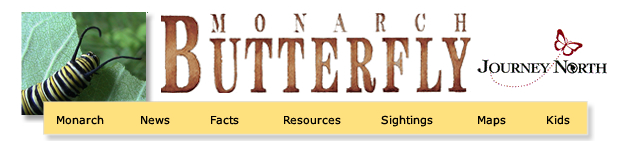 Saving Our Monarchs - 5 Ways Students Can Get Involved | Sweet Integrations