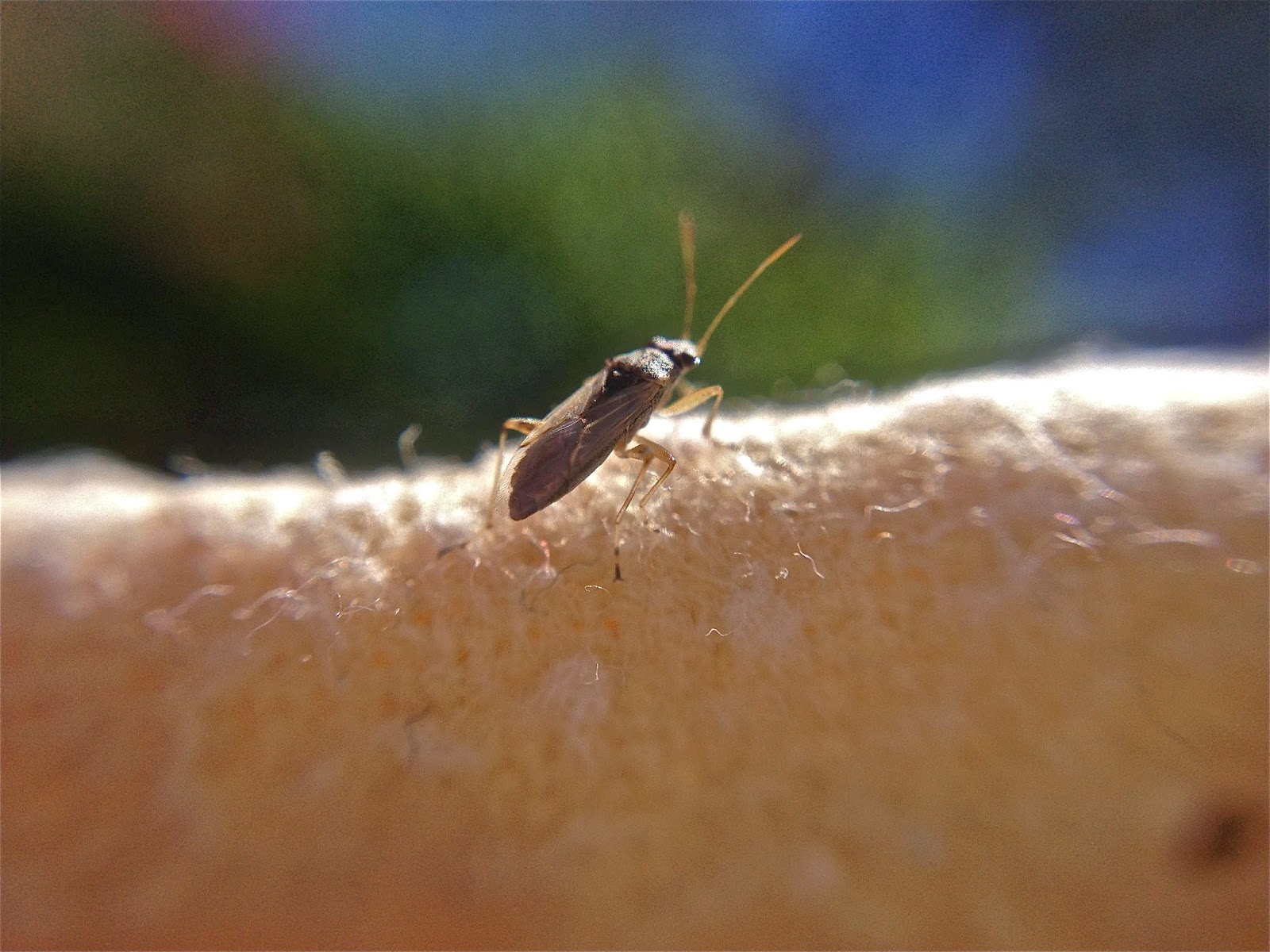 The Insect Diary: Adult Rutherglen Bug With Its Nymphs