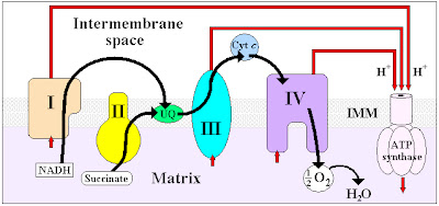 Coenzyme Q10. Bursting with Energy: Coenzyme Q-10 in Electron Transport ...