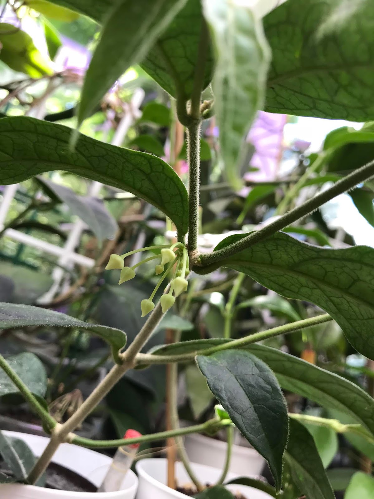 Hoyapassion: Hoya diptera Fiji i obiecanki Hoi kipandiensis