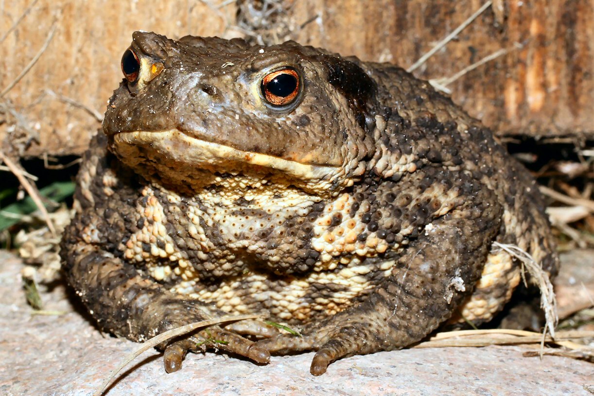 Les Jardins du Laveu: Le crapaud, ce mal aimé