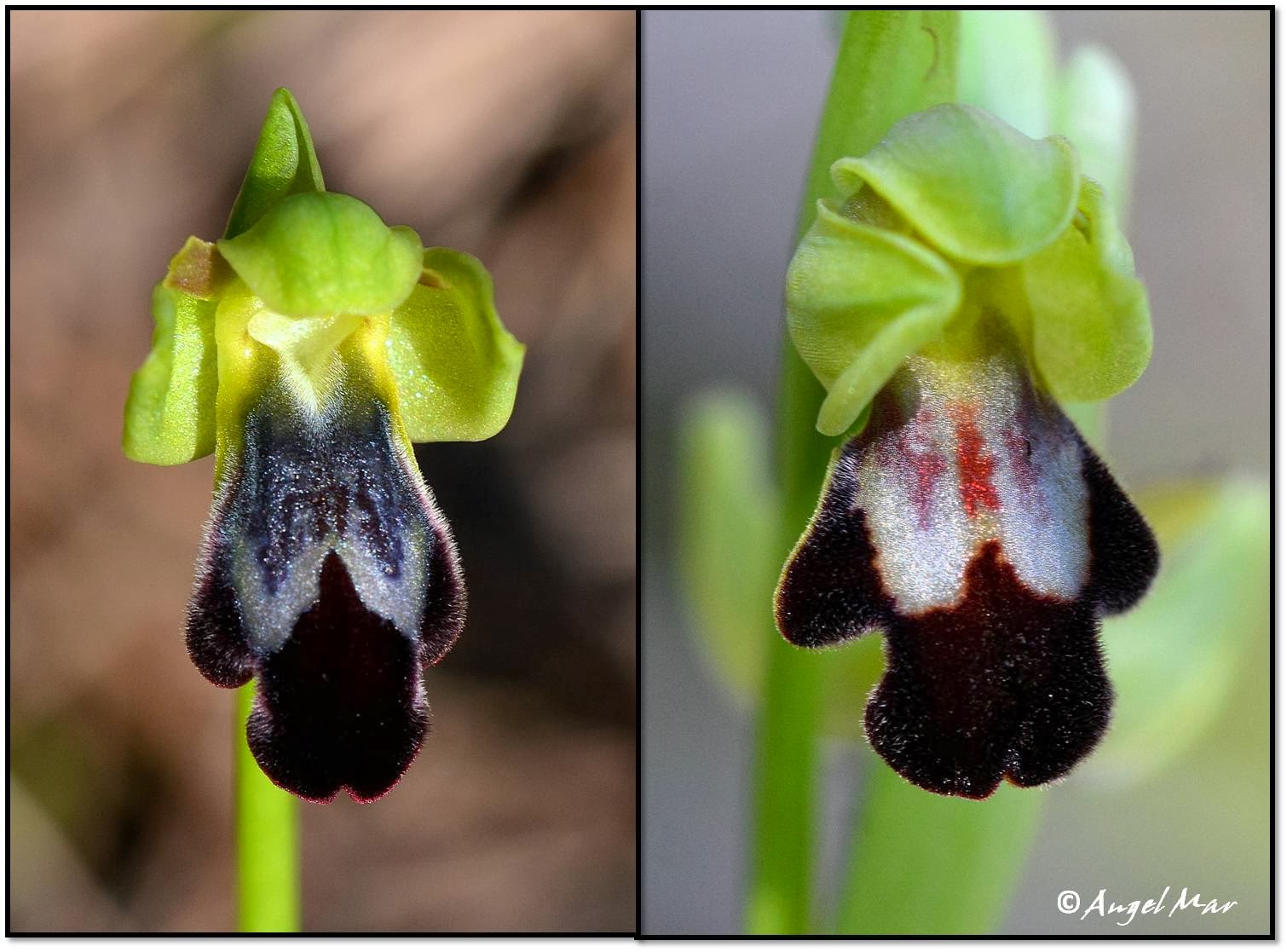 Orquídeas Blog de Angel Mar: Ophrys fusca (Sierras de Jaén - Marzo 2014 ...