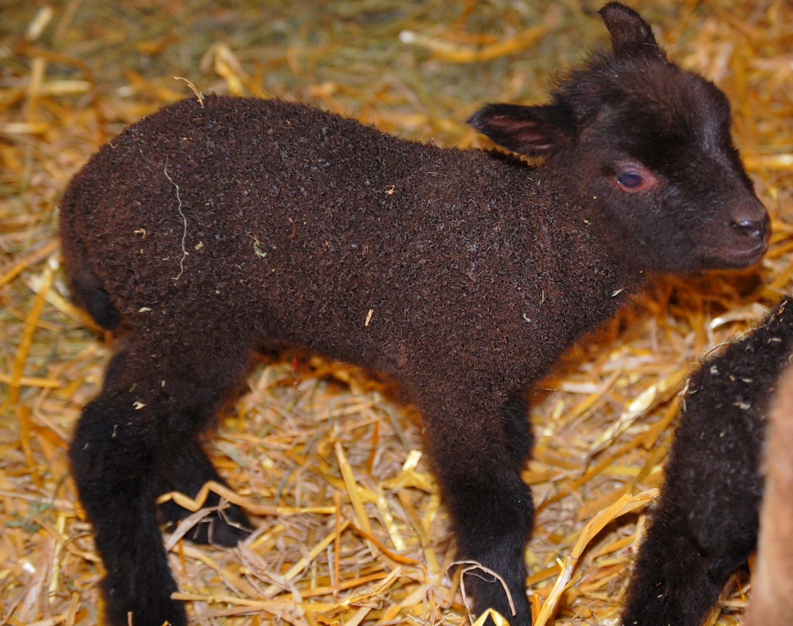 Crosswinds Farm: Baa Baa brown sheep