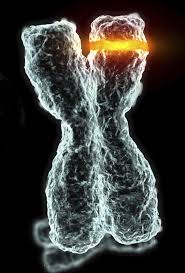 PATATRAC: LA DUPLICATION 16P11.2