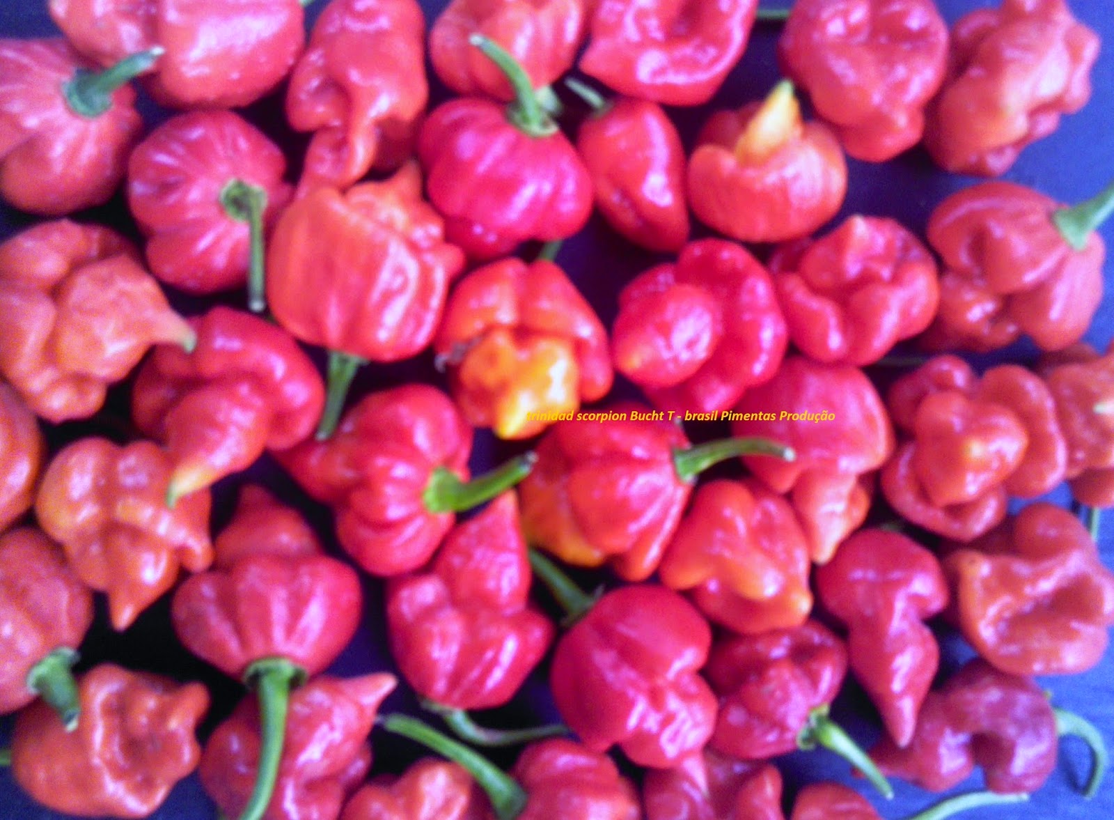 Brasil Pimentas - Pimentas do Brasil e do Mundo !: Setembro 2014