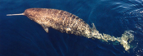 The Dive Shack Tides: Creature Feature: Narwhal (Monodon monoceros)