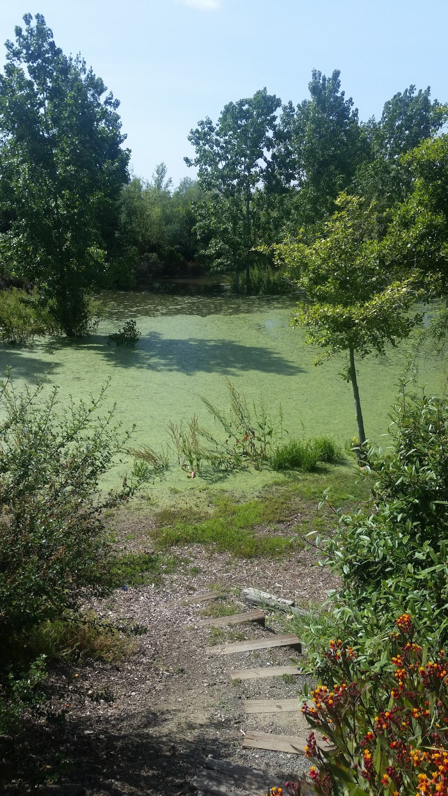 Adventures in Weseland: Tule Ponds